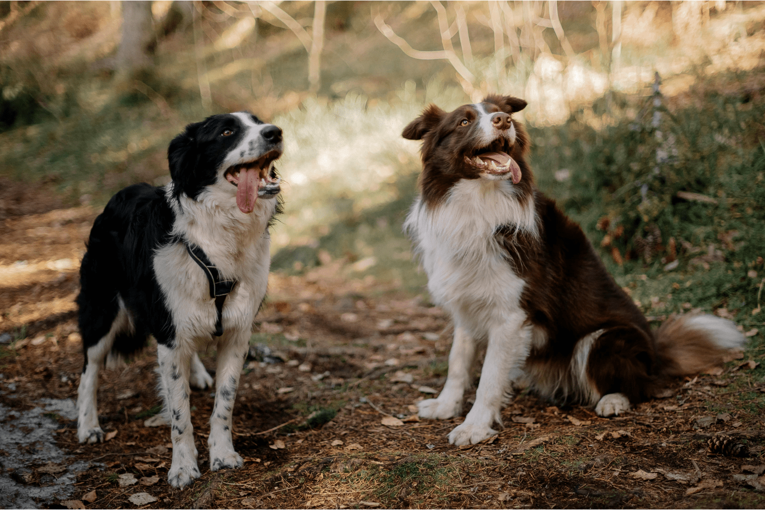 Sarna en perros: Guía de alivio suave y natural