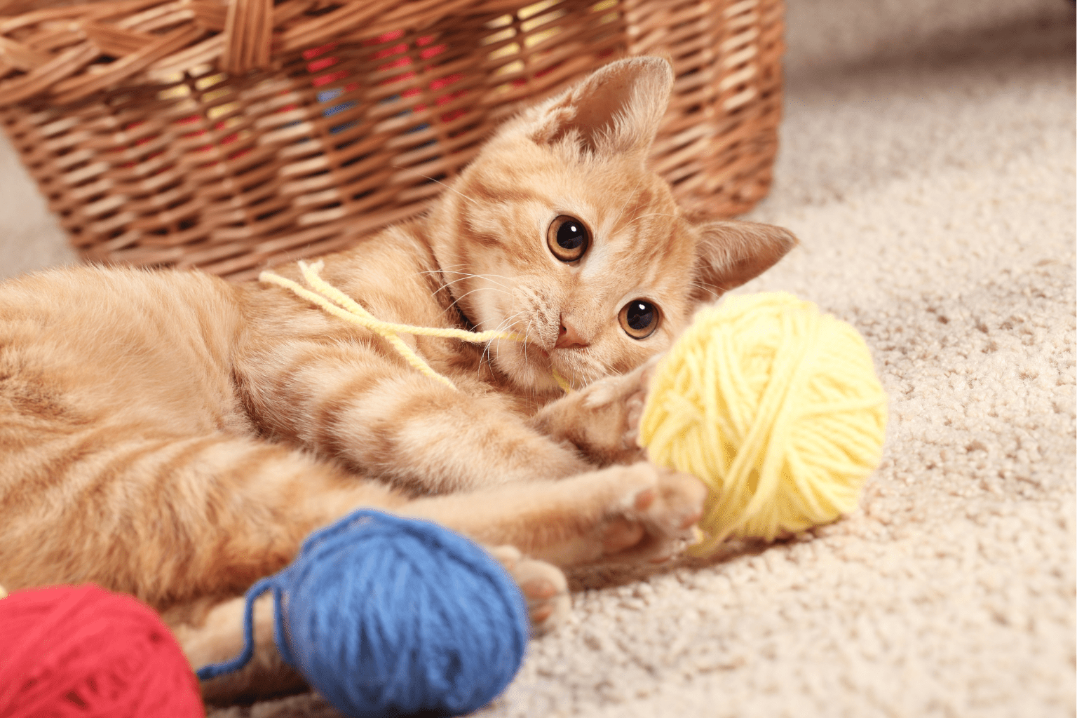 Enrichment Activities for Cats: Complete Wellness Guide