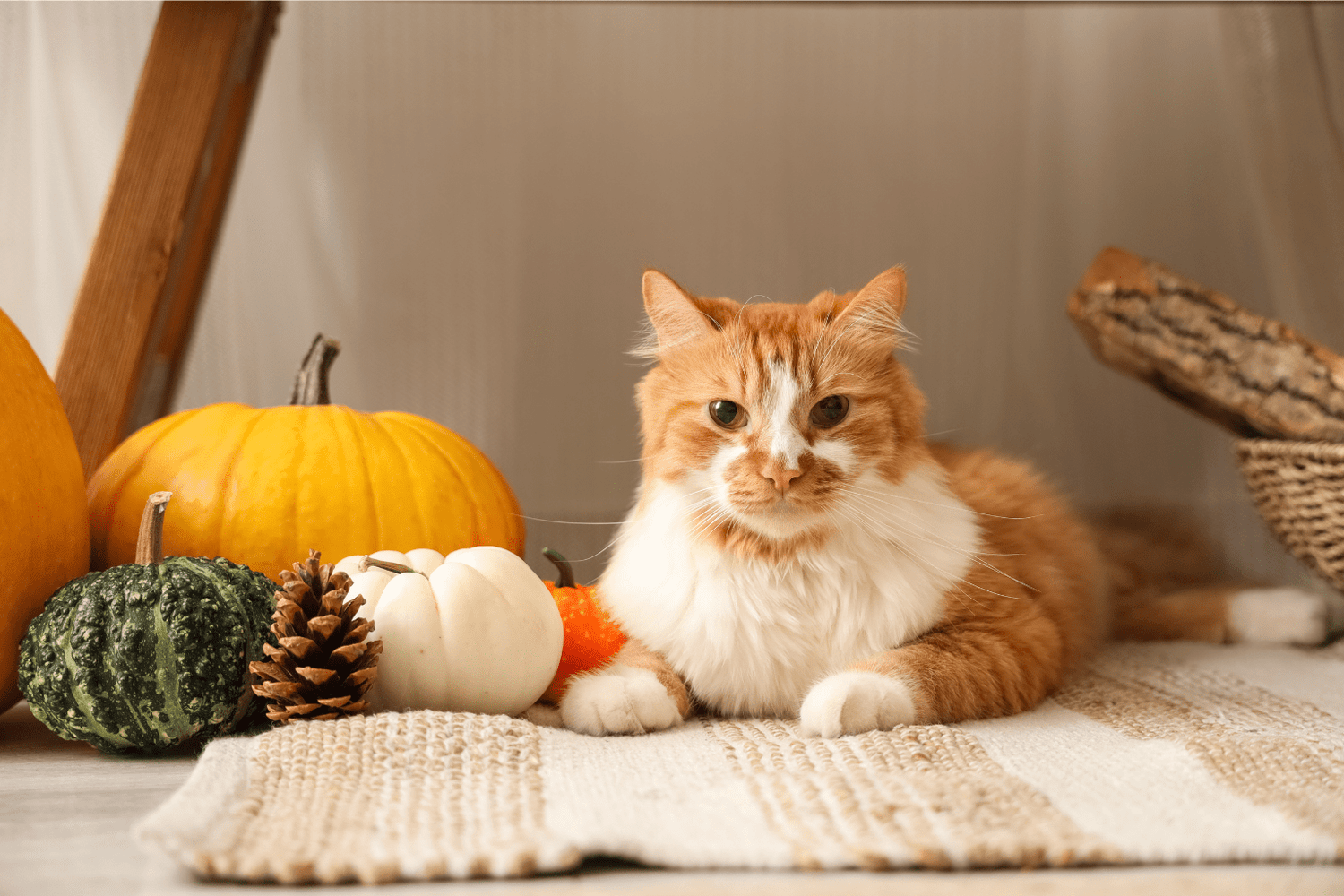 what does pumpkin do for cats
