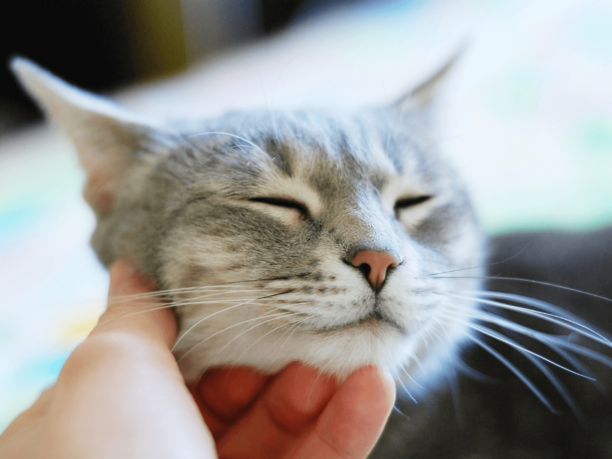 Common Cat Allergies - How to Spot and Treat Them
