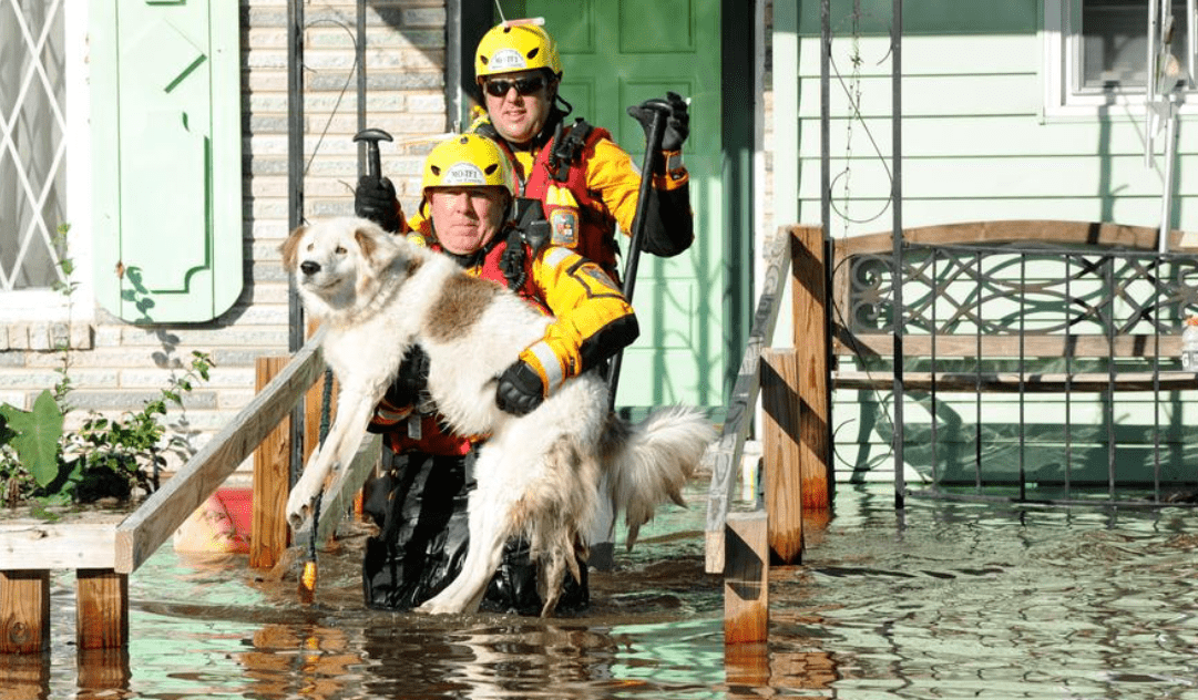 Emergency Planning For Your Pet in case of natural disaster