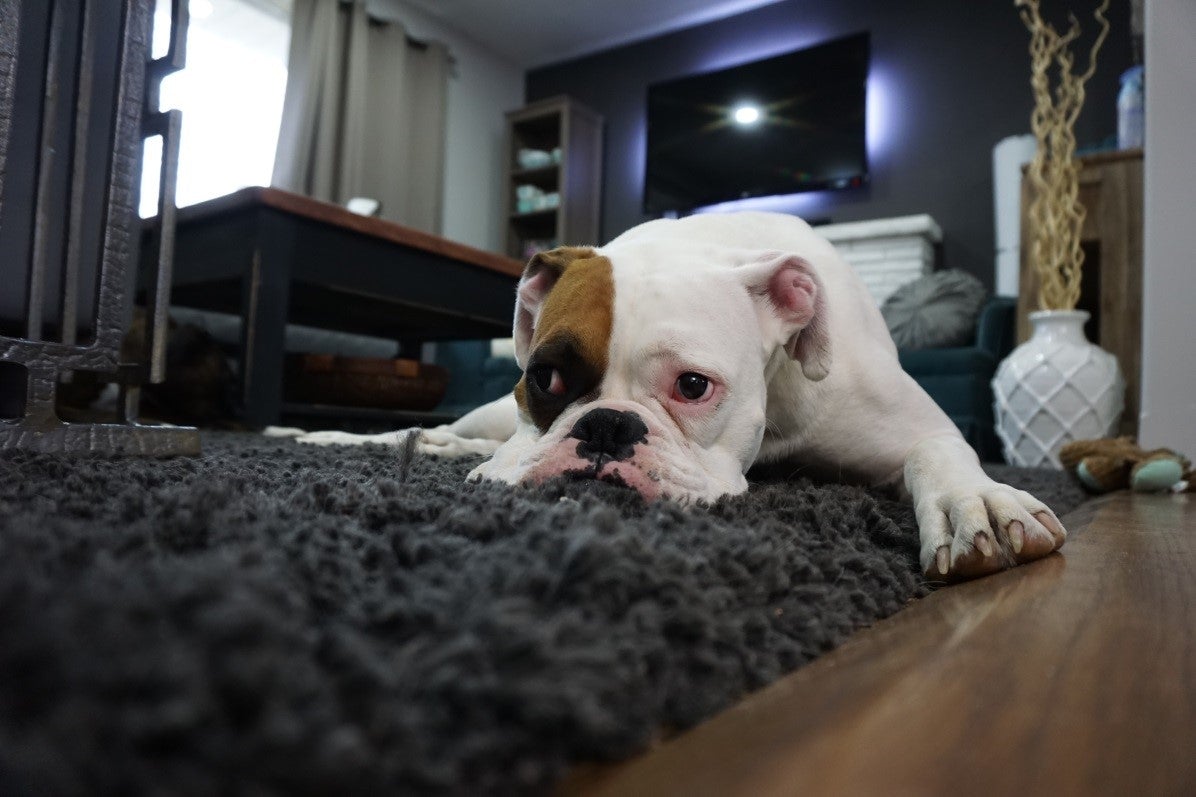 5 Tips for Calming Down a Stressed Dog (even when you're at home ...