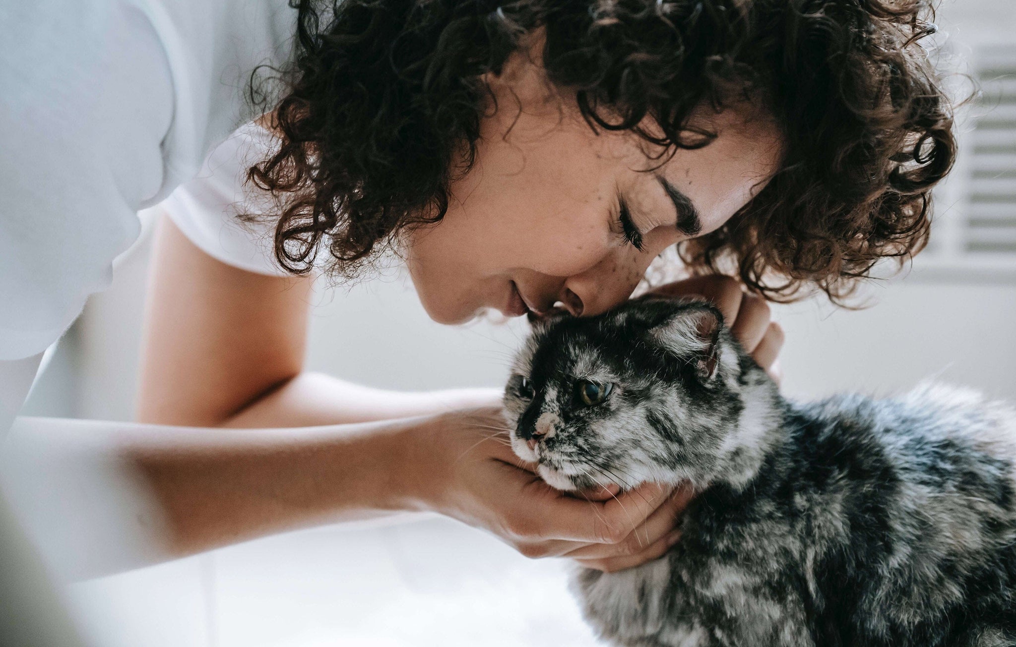 Can Cats Be a Service Animal, Therapy Pet or Emotional Support Animal