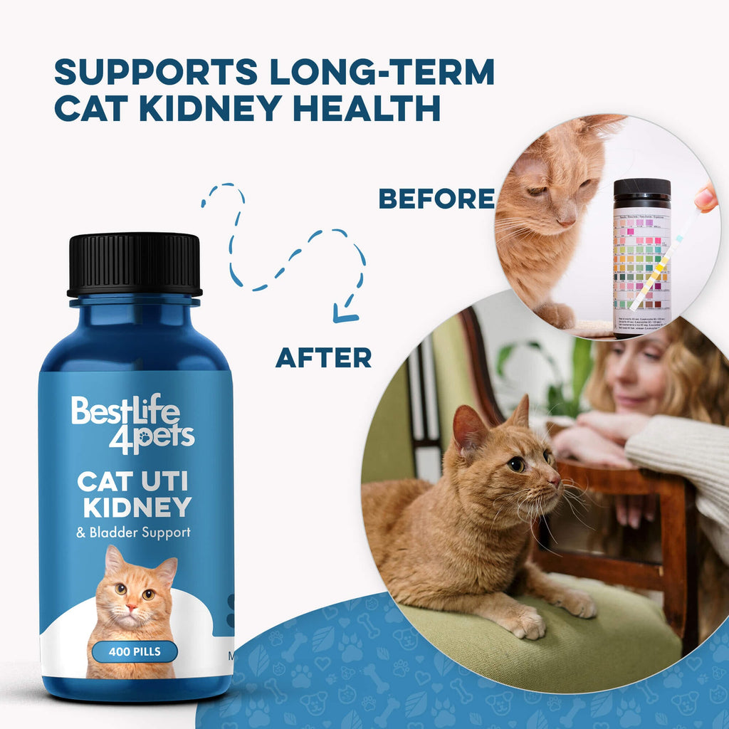 Natural Cat UTI Remedy | Bladder Infection, Kidney Support // BestLife4Pets