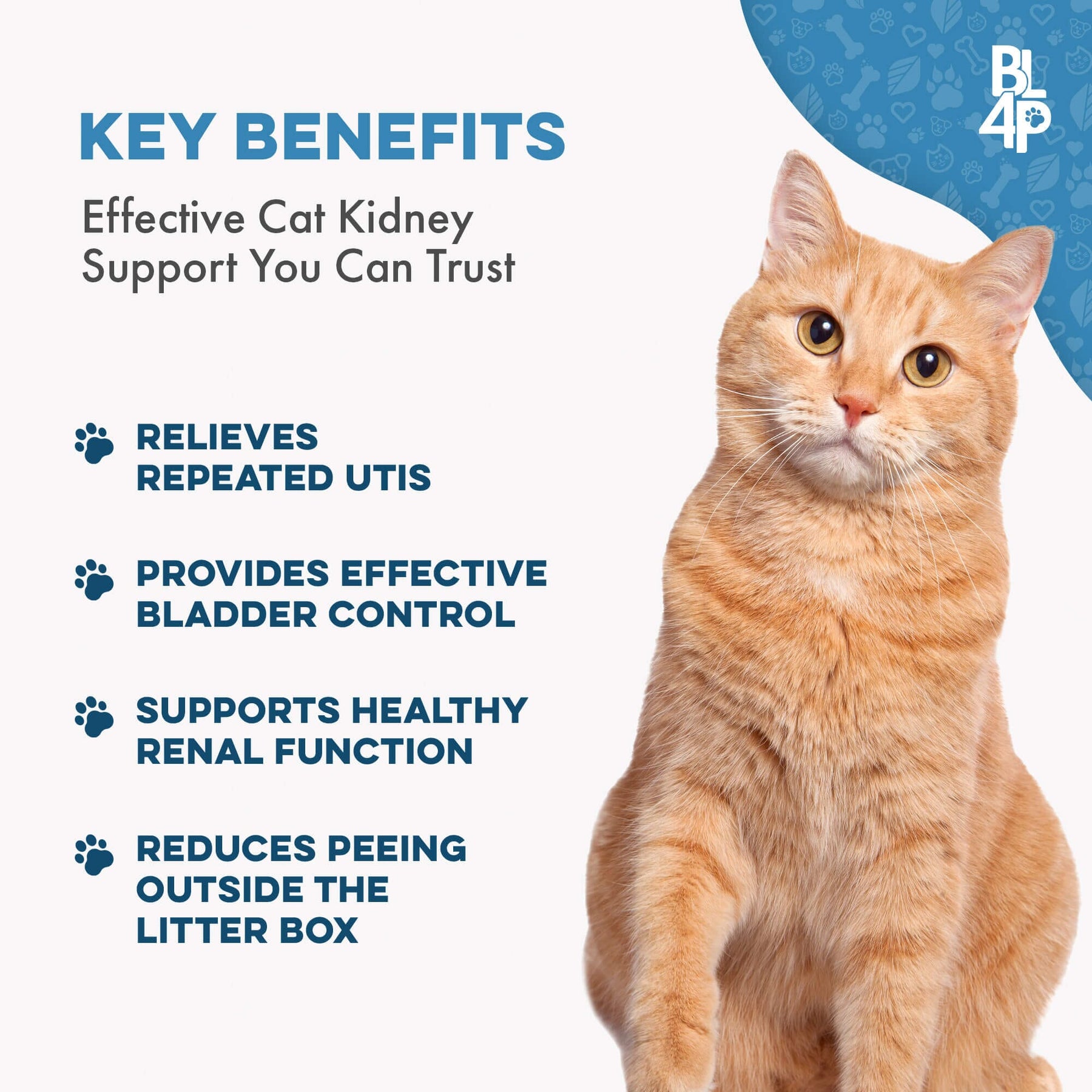 Cat UTI & Kidney Support Remedy