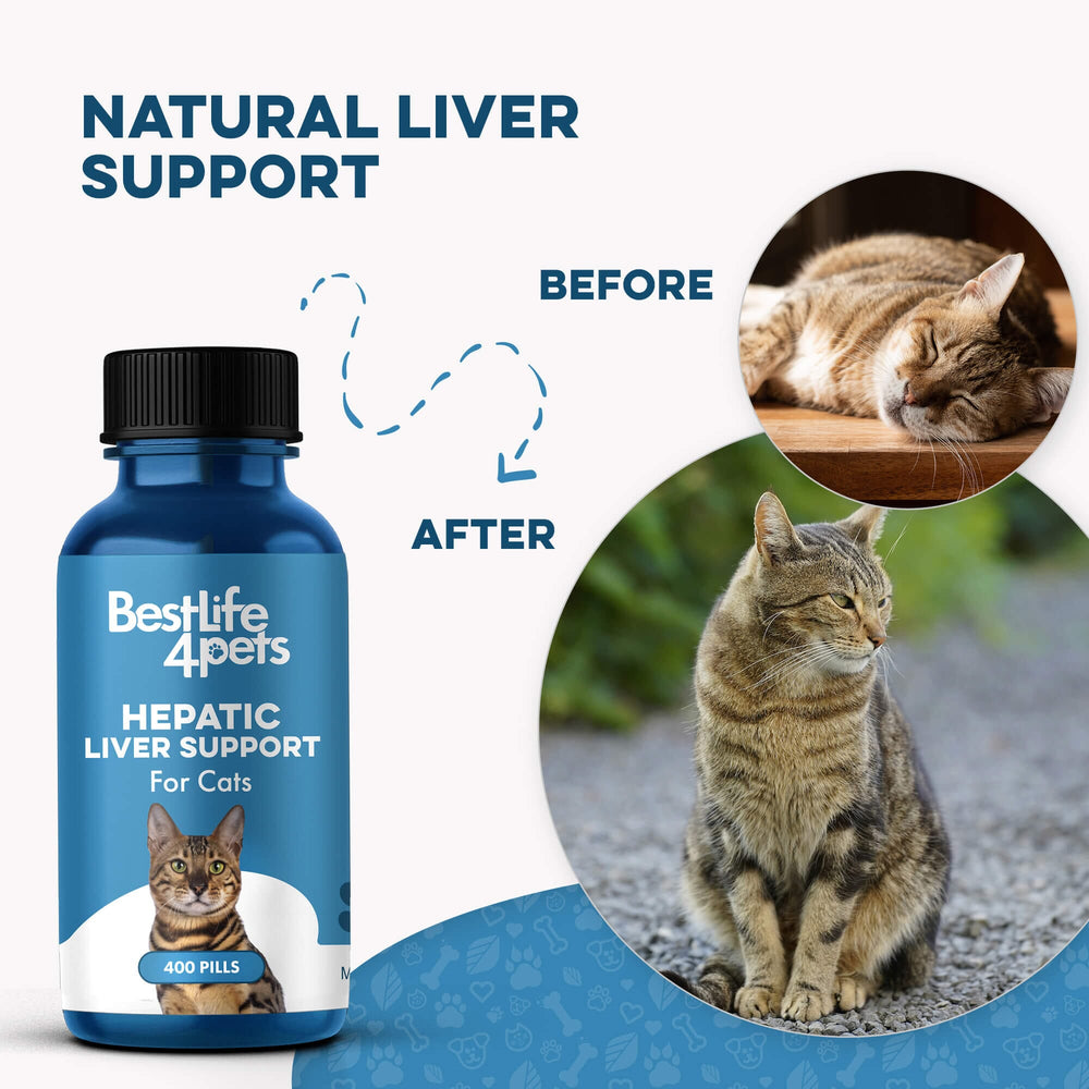 Natural Liver Support Supplement for Cats