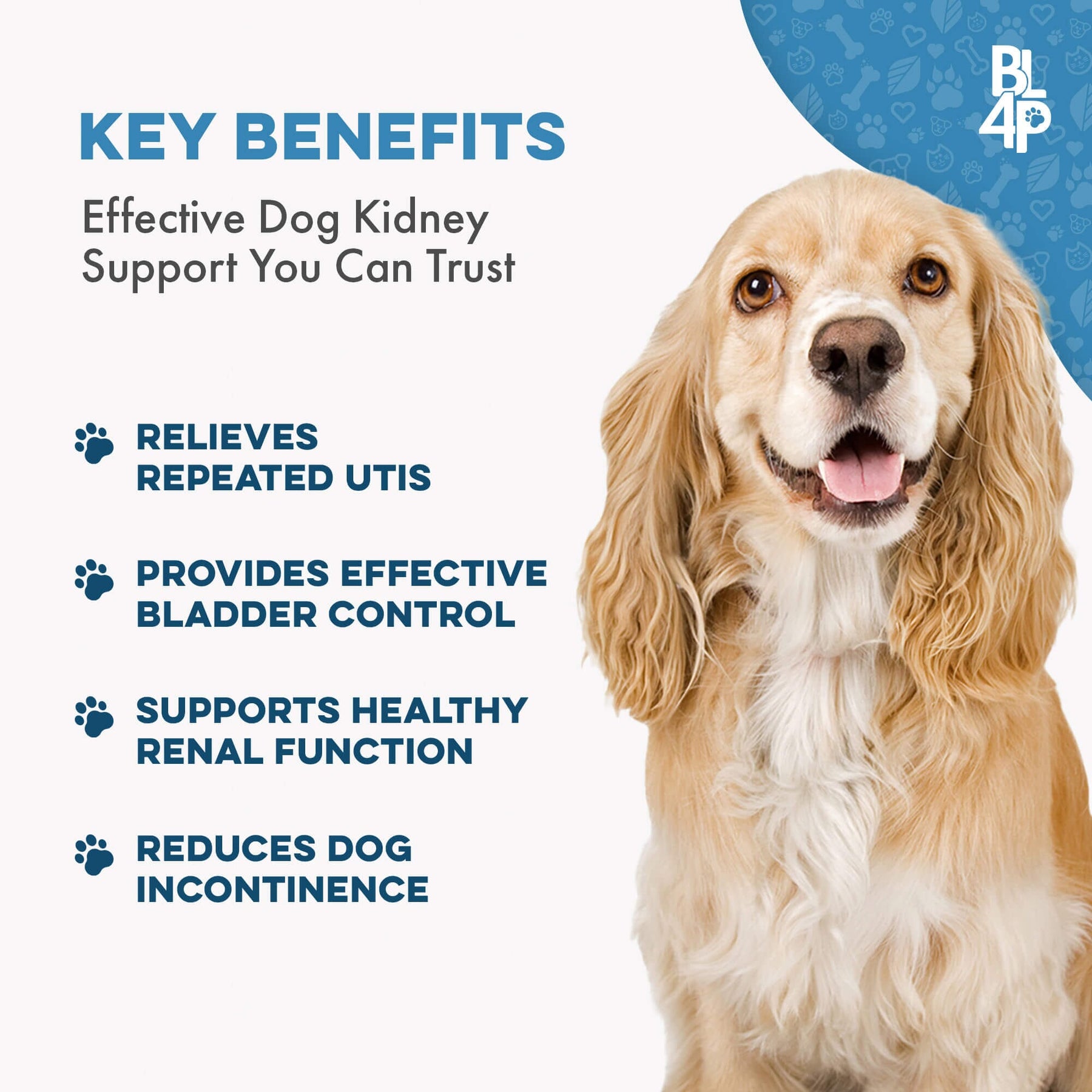 Treat Dogs UTI Naturally – Fast Relief & Kidney Support | BestLife4Pets
