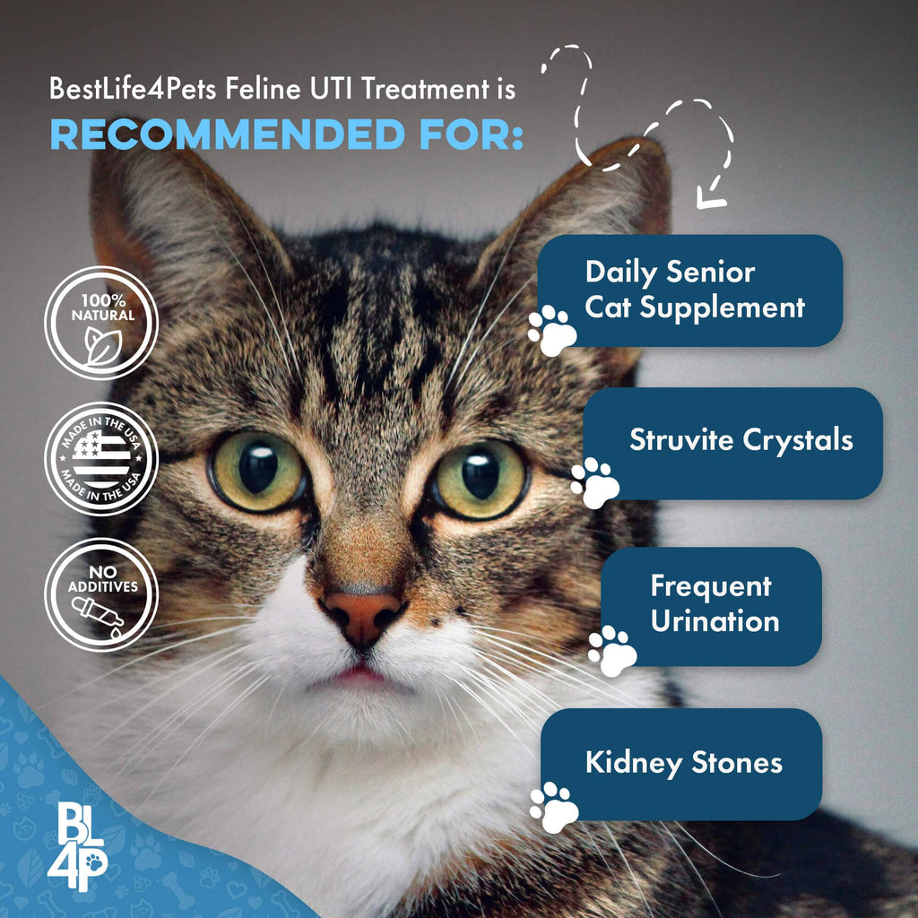 Natural Cat UTI Remedy | Bladder Infection, Kidney Support // BestLife4Pets